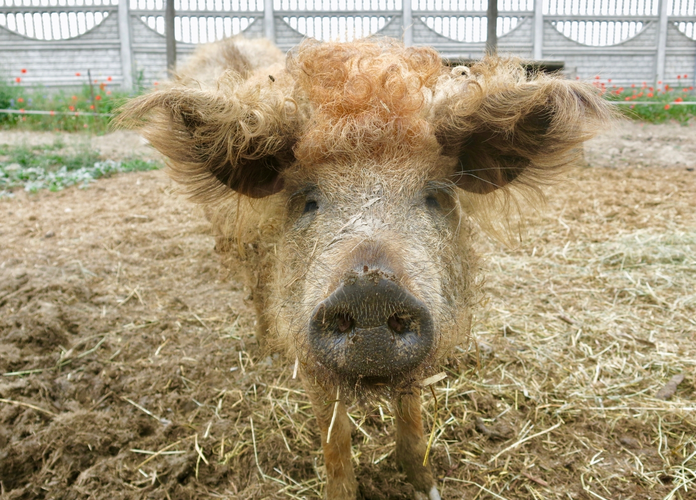 Schwein mit Locken – Filmtierschule